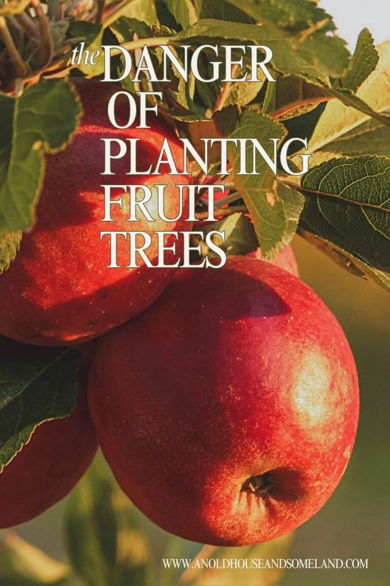 The Danger of Planting Fruit Trees - An Old House and Some Land