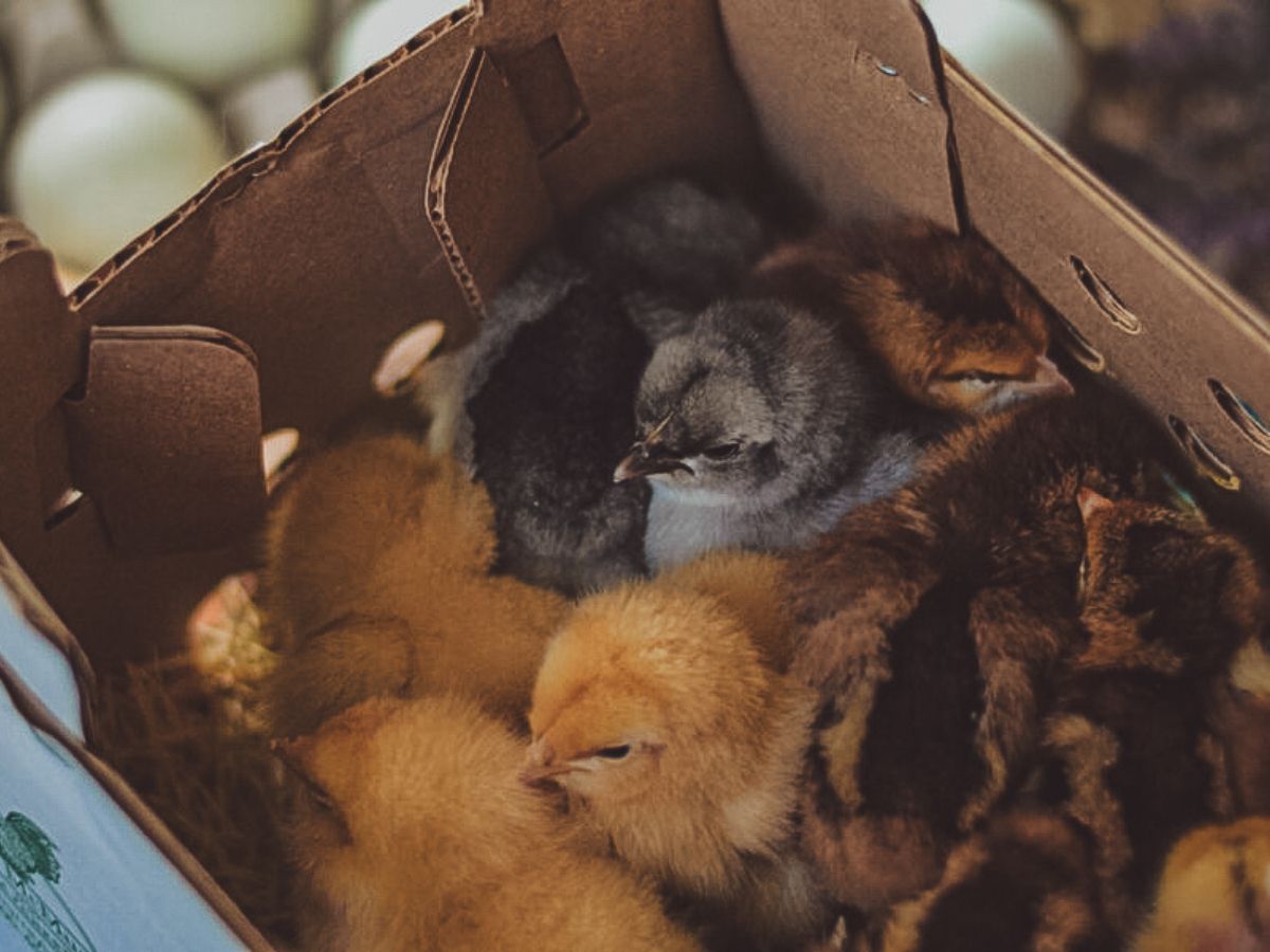 Culling Older Laying Hens - An Old House and Some Land