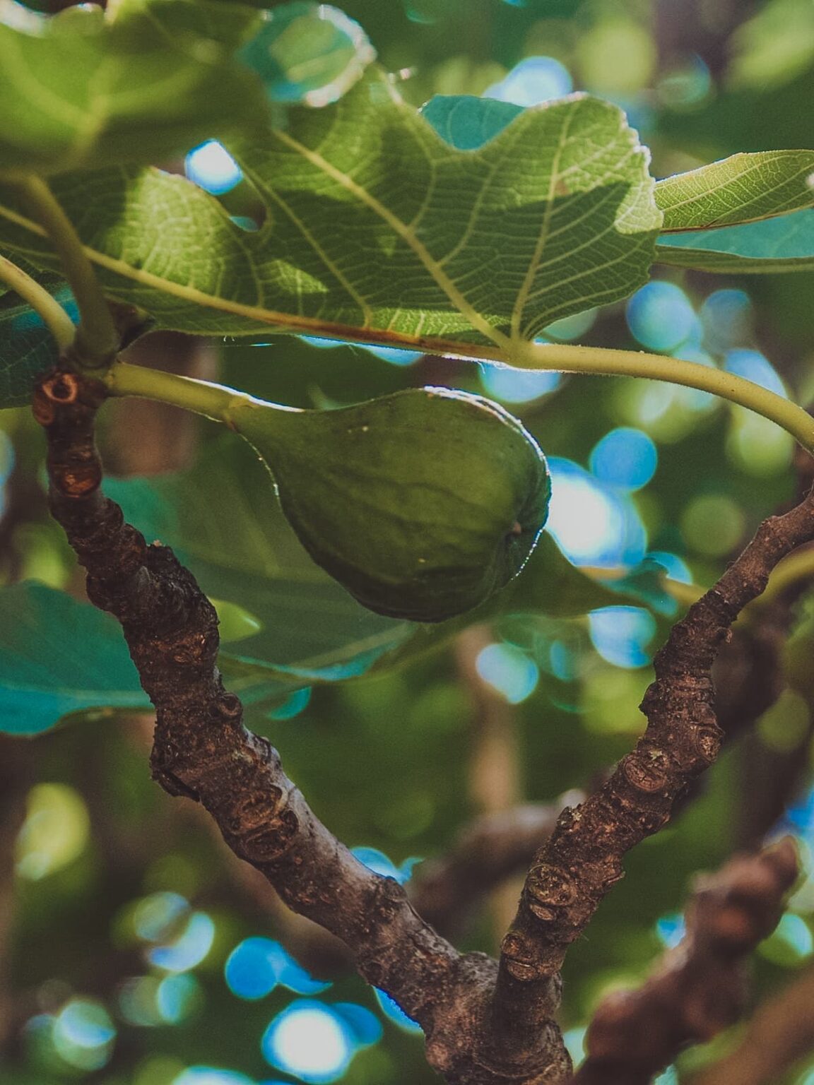 How To Easily Propagate Fig Trees - An Old House and Some Land